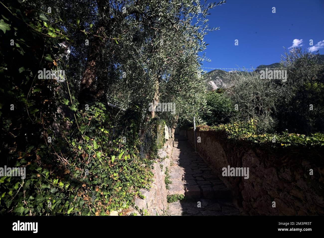 Olive tree and ancient stone walls hi-res stock photography and images ...
