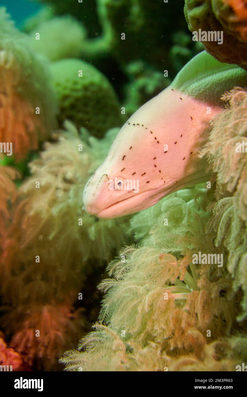 A beautiful spotted moray eel in the colourful coral reef. Scuba Diving ...