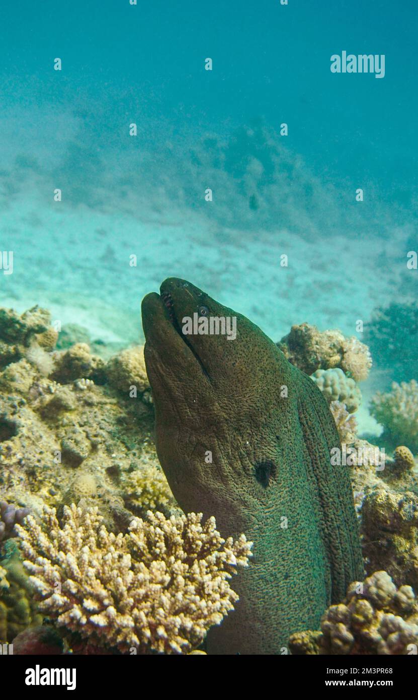 A large, big moray eel with large sharp teeth hiding in the colourful ...