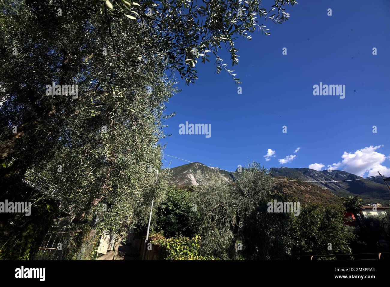 Narrow stone paved alley bordered by walls among a olive tree grove on ...