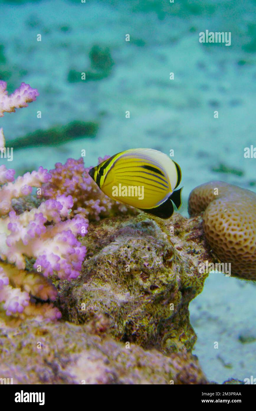 A beautiful pair of yellow butterfly fish colourful coral reef full of goldfish in the Red Sea ...