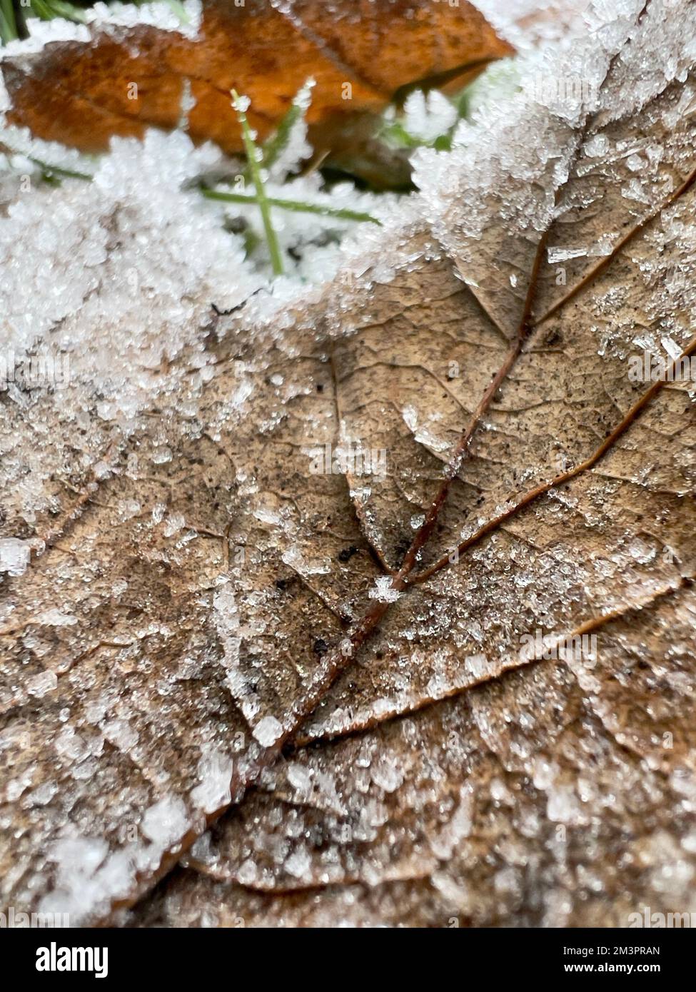 Photograph of Frozen Leaf Stock Photo - Alamy