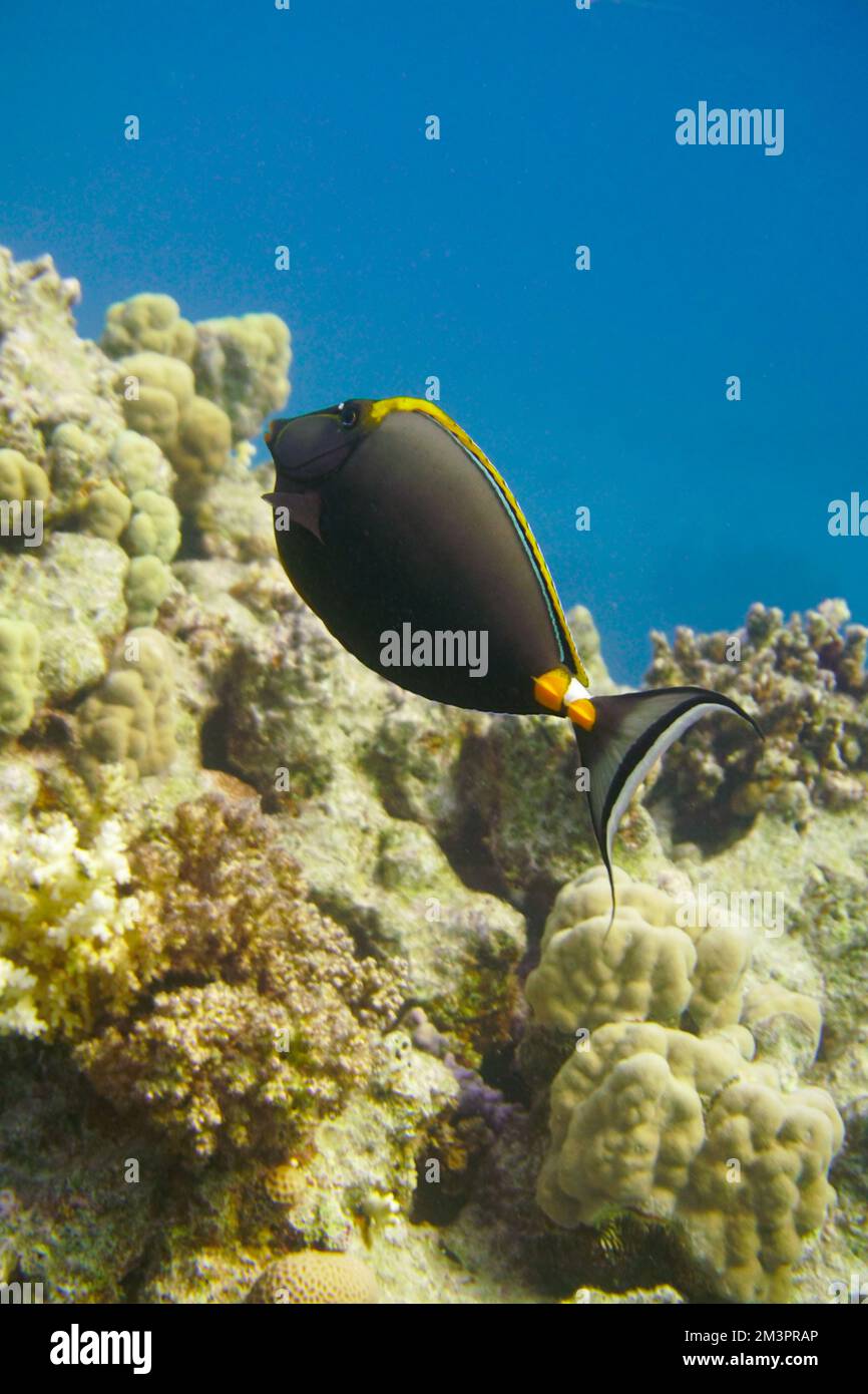 Fish coral reef underwater fishes hi-res stock photography and images ...