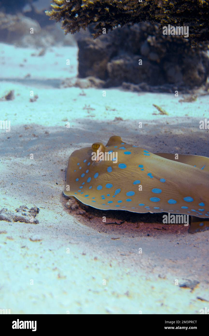 Beautiful Blue Spotted Stingray In The Red Sea In Egypt. Blue Water ...