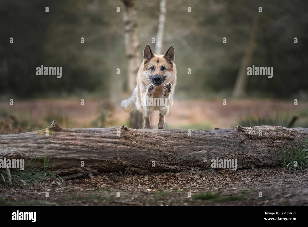 German Shepherd Dog in the forest jumping and flying over a fallen tree ...