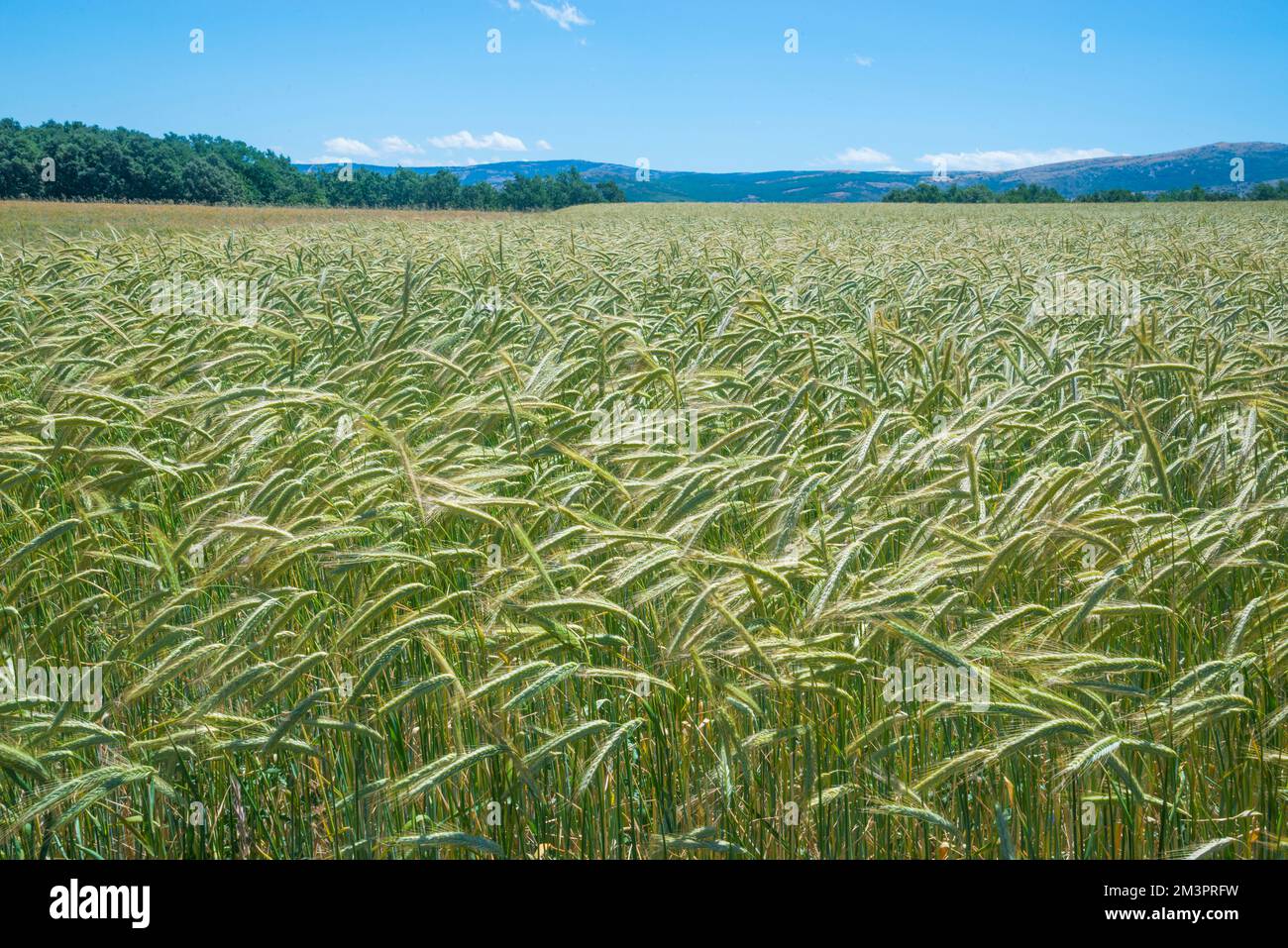 Wheat field. Sierra de Ayllon, Segovia province, Castilla Leon, Spain ...