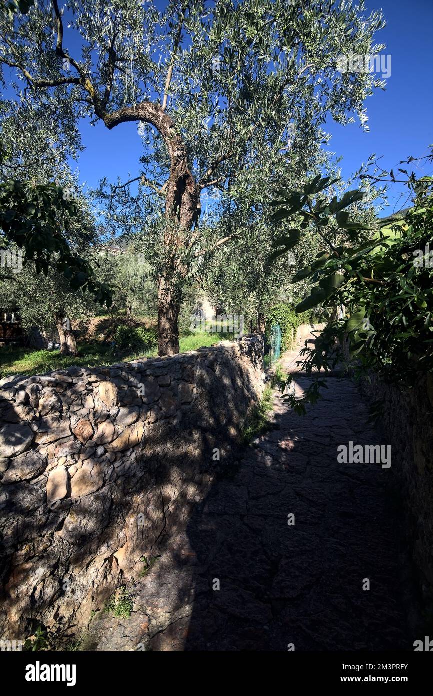 Olive tree stone wall hi-res stock photography and images - Alamy