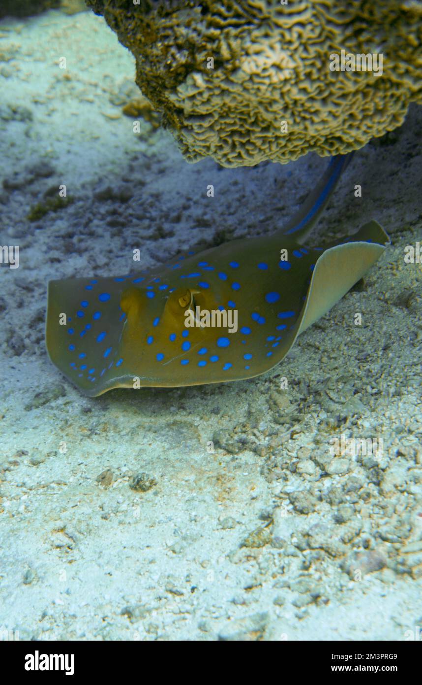 A blue spotted stingray swimming in the sand patch of the colourful ...