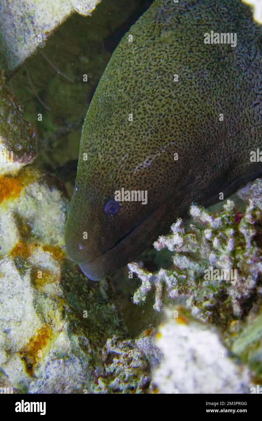 A large, big moray eel with large sharp teeth hiding in the colourful ...