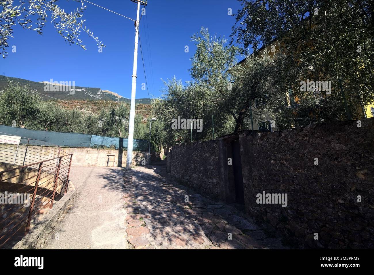 Climbing side road bordered by olive tree plantations in summer Stock ...