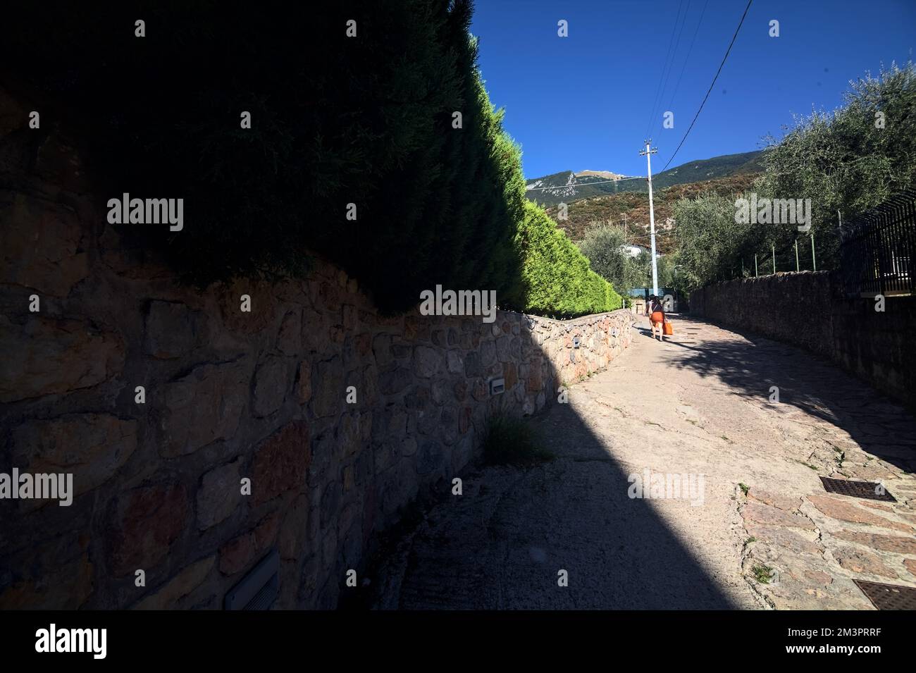 Climbing side road bordered by olive tree plantations in summer Stock ...