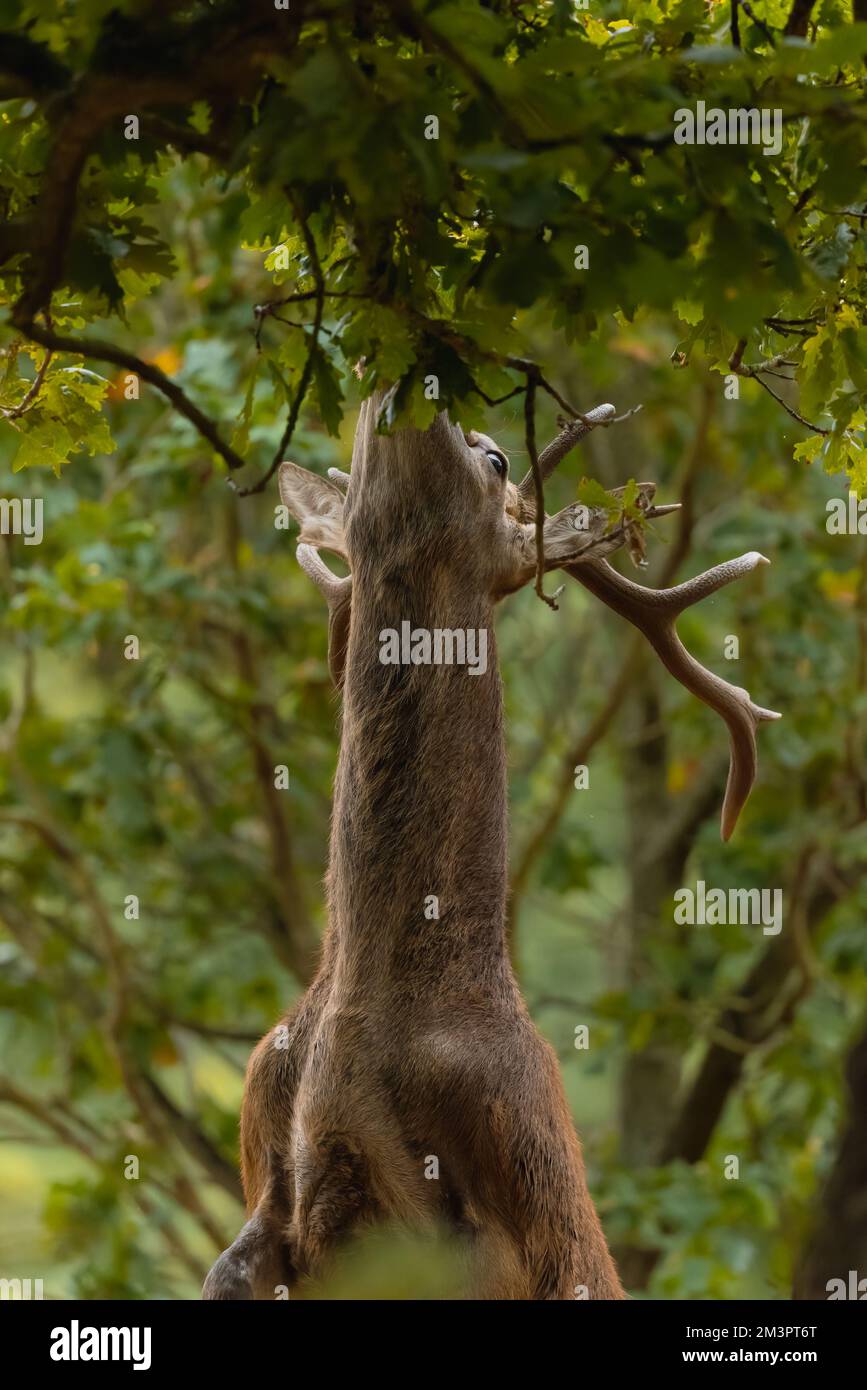 A vertical shot of a red deer with large antlers jumping up to feed on ...