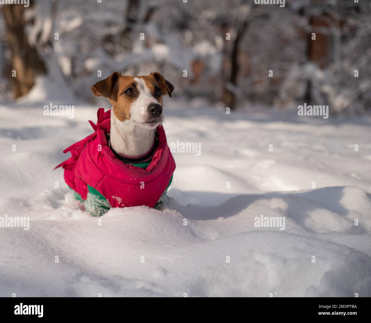 Dog jack russell terrier in a warm jacket in the snow in winter Stock ...