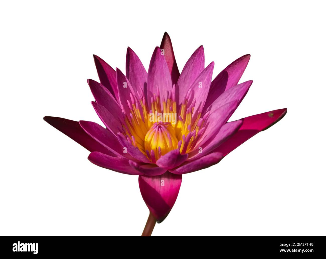 Background lily flowers beautiful Cut Out Stock Images & Pictures - Alamy