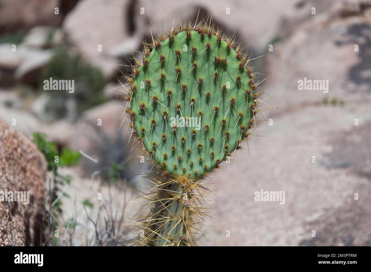 a green prickly pear cactus growing within the desert ecosystem of ...