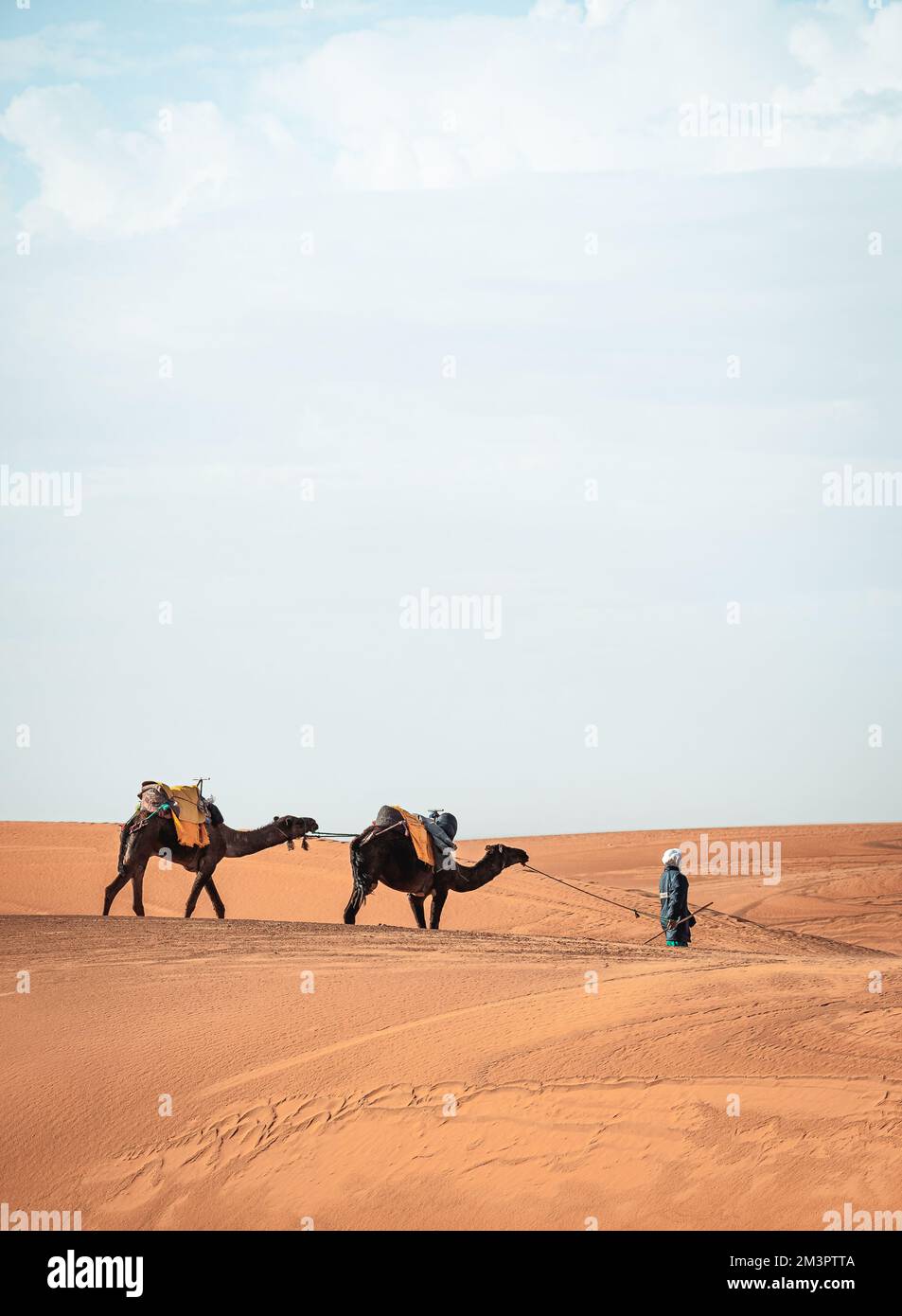 Portrait picture of berber walking with camels in Merzouga Sahara ...