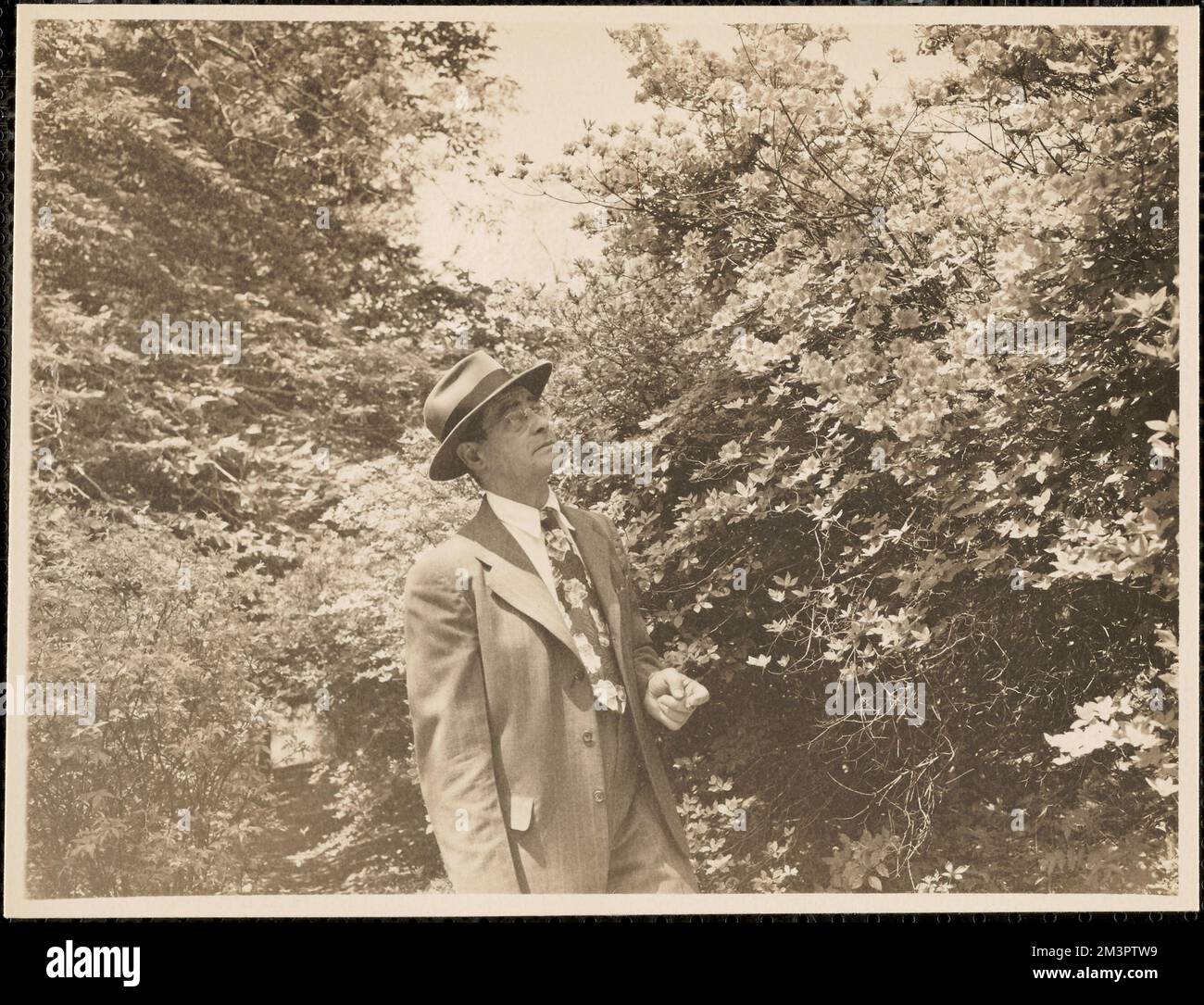 Robert 'Bob' Ristuccia at Arnold Arboretum , Lilacs, Botanical gardens ...