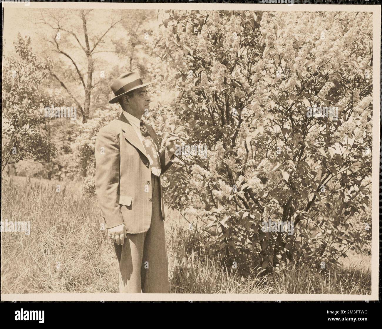 Robert 'Bob' Ristuccia at Arnold Arboretum , Lilacs, Botanical gardens ...