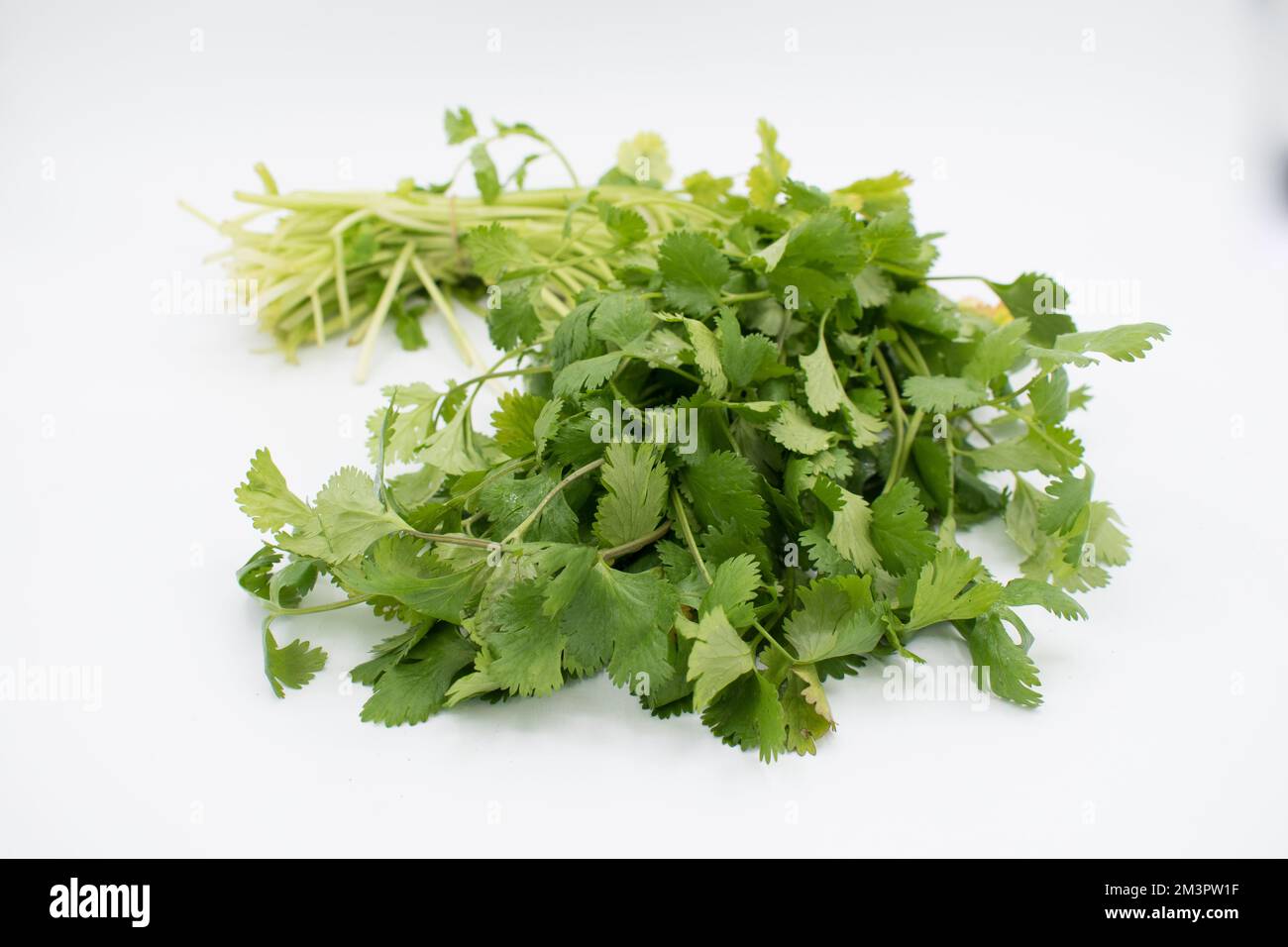 Fresh Cilantro bunch on a white backdrop Stock Photo - Alamy
