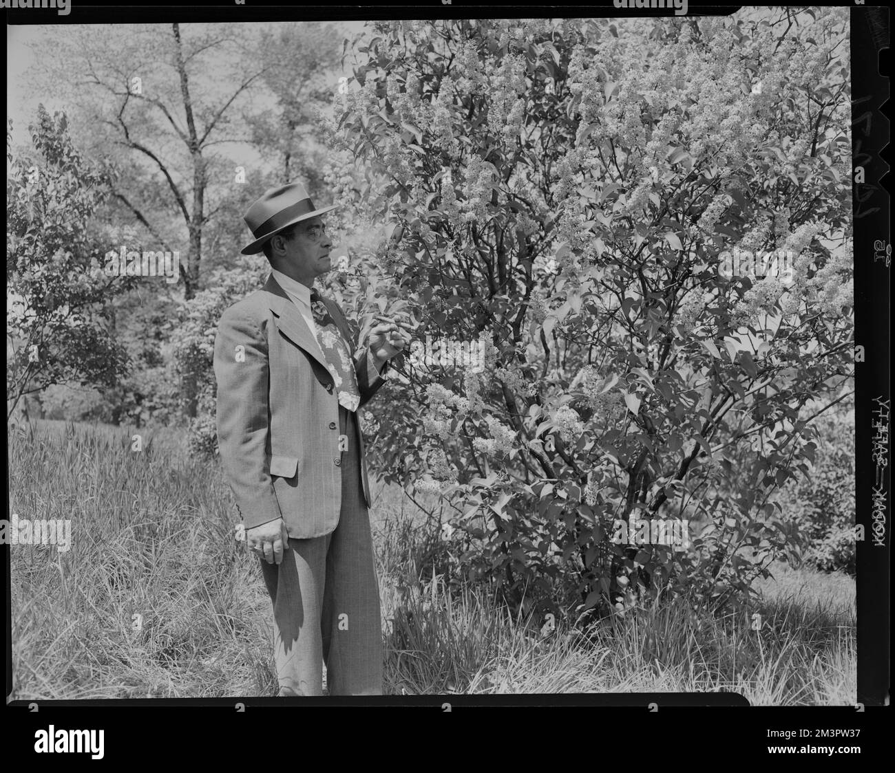 Robert 'Bob' Ristuccia at Arnold Arboretum , Lilacs, Botanical gardens ...