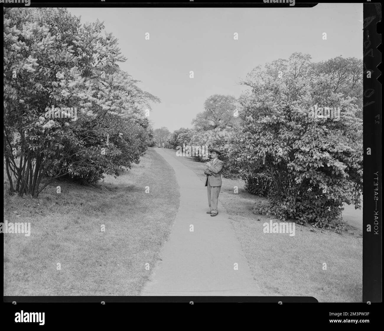 Robert 'Bob' Ristuccia at Arnold Arboretum , Trails & paths, Lilacs ...