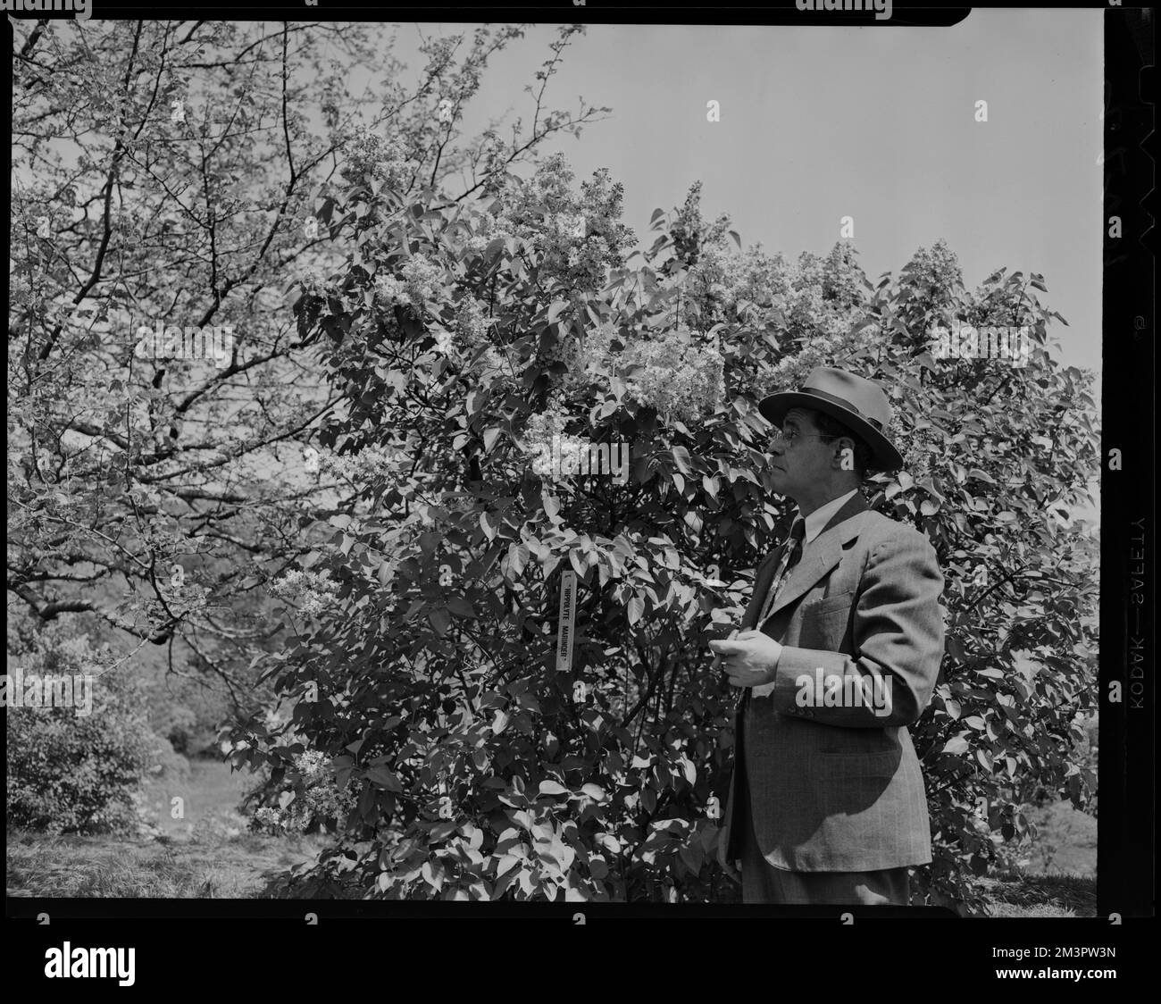 Robert 'Bob' Ristuccia at Arnold Arboretum , Lilacs, Botanical gardens ...
