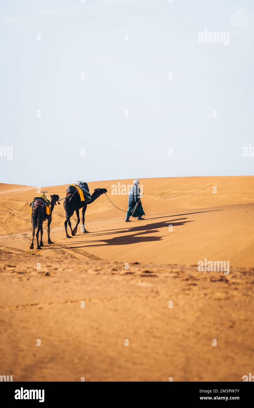 Portrait picture of berber walking with camels in Merzouga Sahara ...