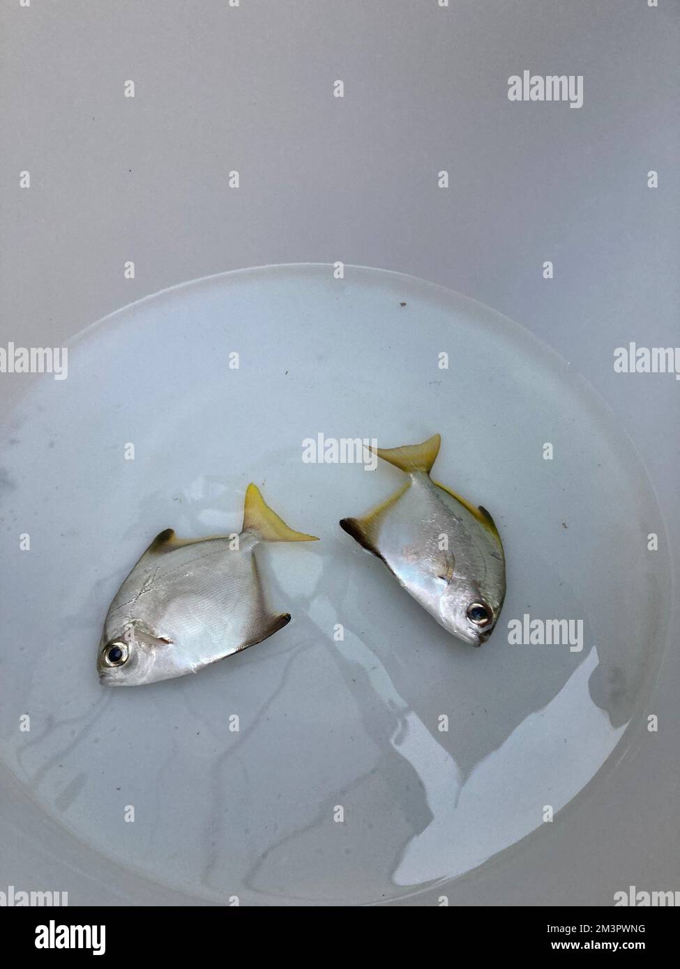 Berlin, Germany. 16th Dec, 2022. Two fish swim in a container filled ...