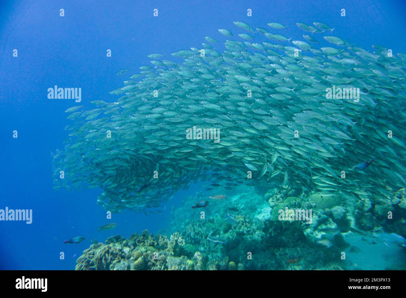 A large school of silver fish, baitball swimming in the blue waters of ...