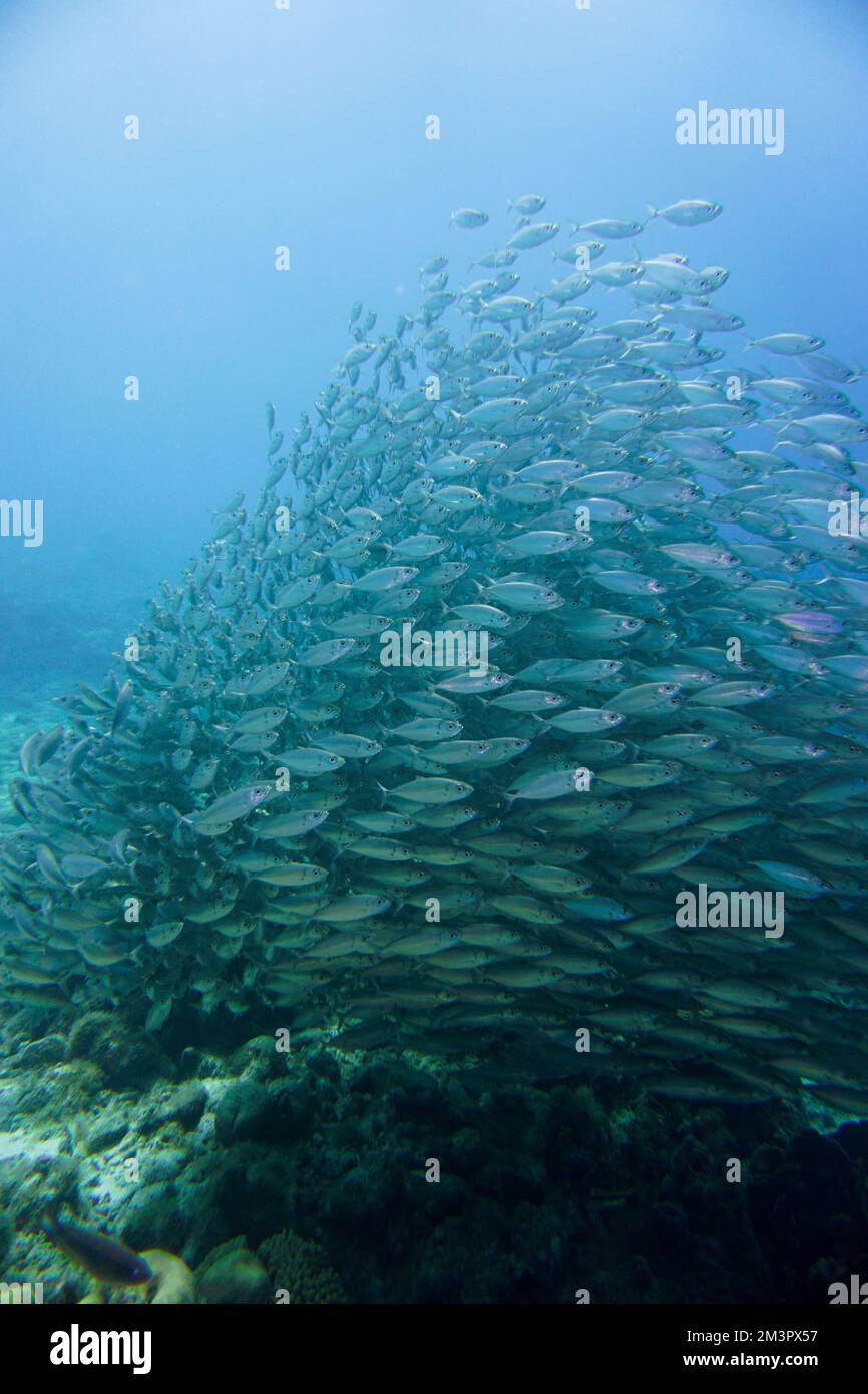 A large school of silver fish, baitball swimming in the blue waters of ...