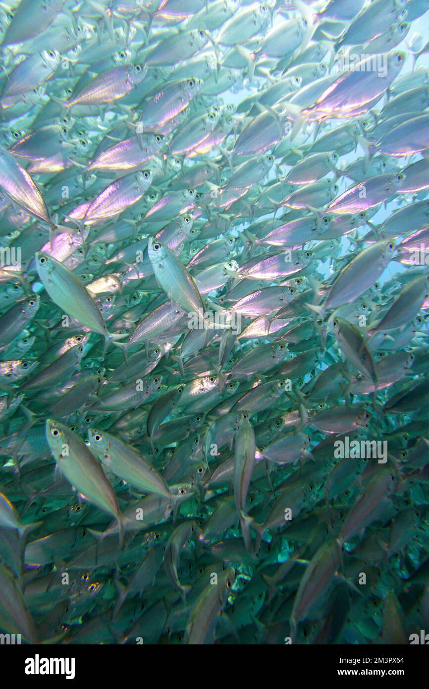 A large school of silver fish, baitball swimming in the blue waters of ...