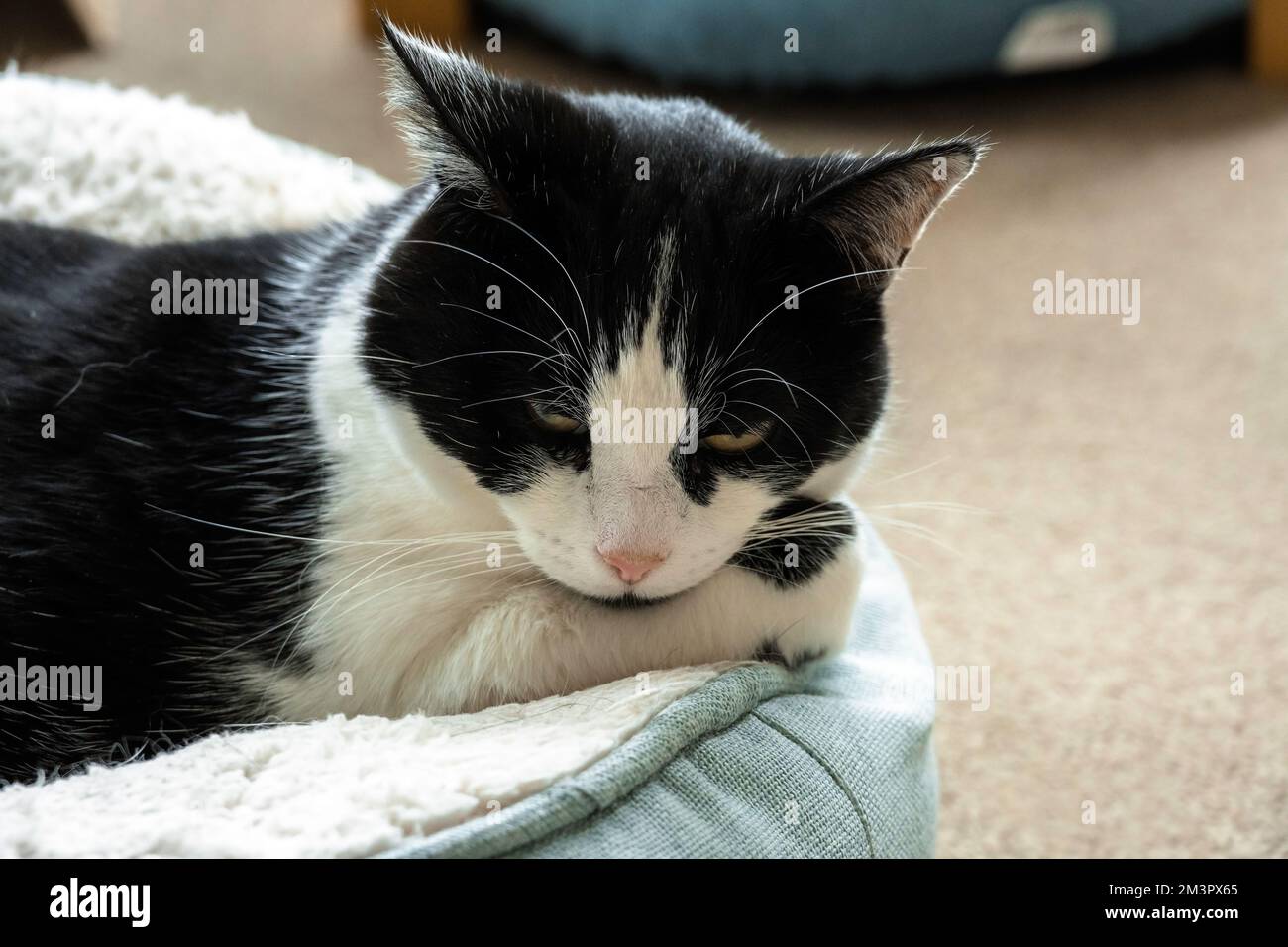 Carnivorous smile hi-res stock photography and images - Alamy