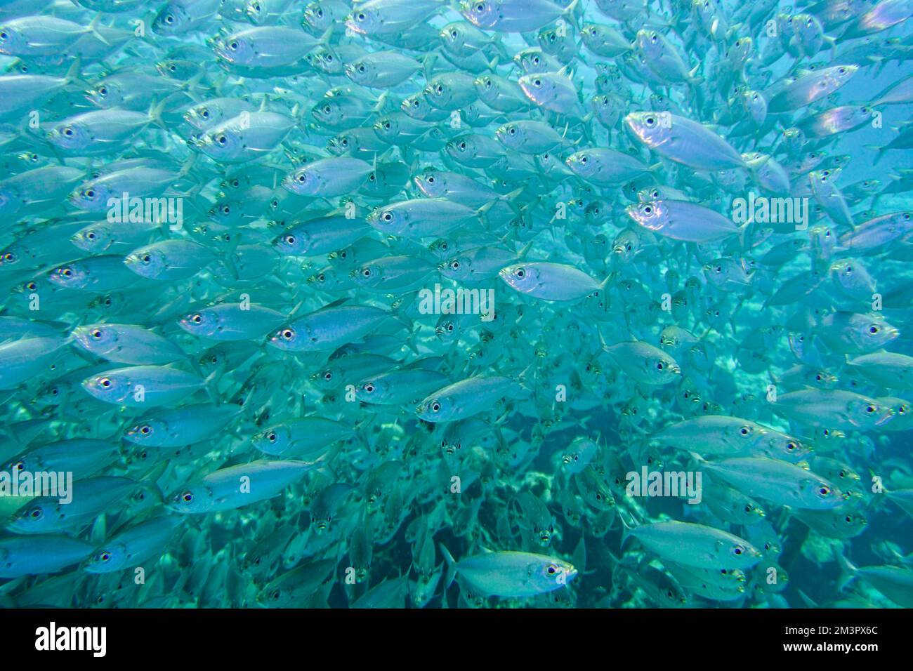 A large school of silver fish, baitball swimming in the blue waters of ...
