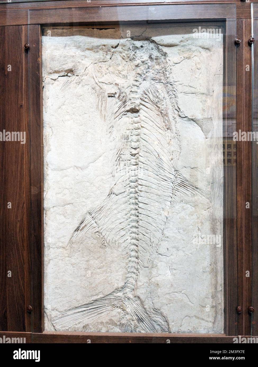 Skeleton remains of a prehistoric fish fossil in a museum Stock Photo ...