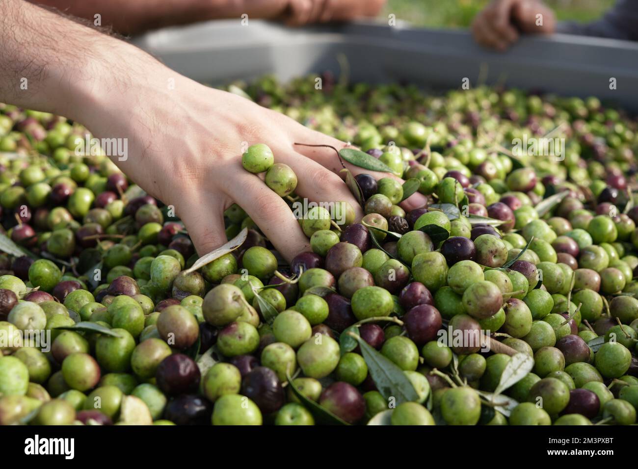 A close-up view of a hand taking fresh olives from the pile of harvest ...
