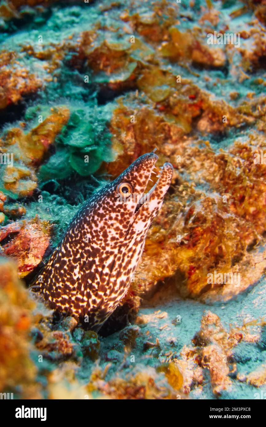 A beautiful spotted moray eel in the colourful coral reef. Scuba Diving ...