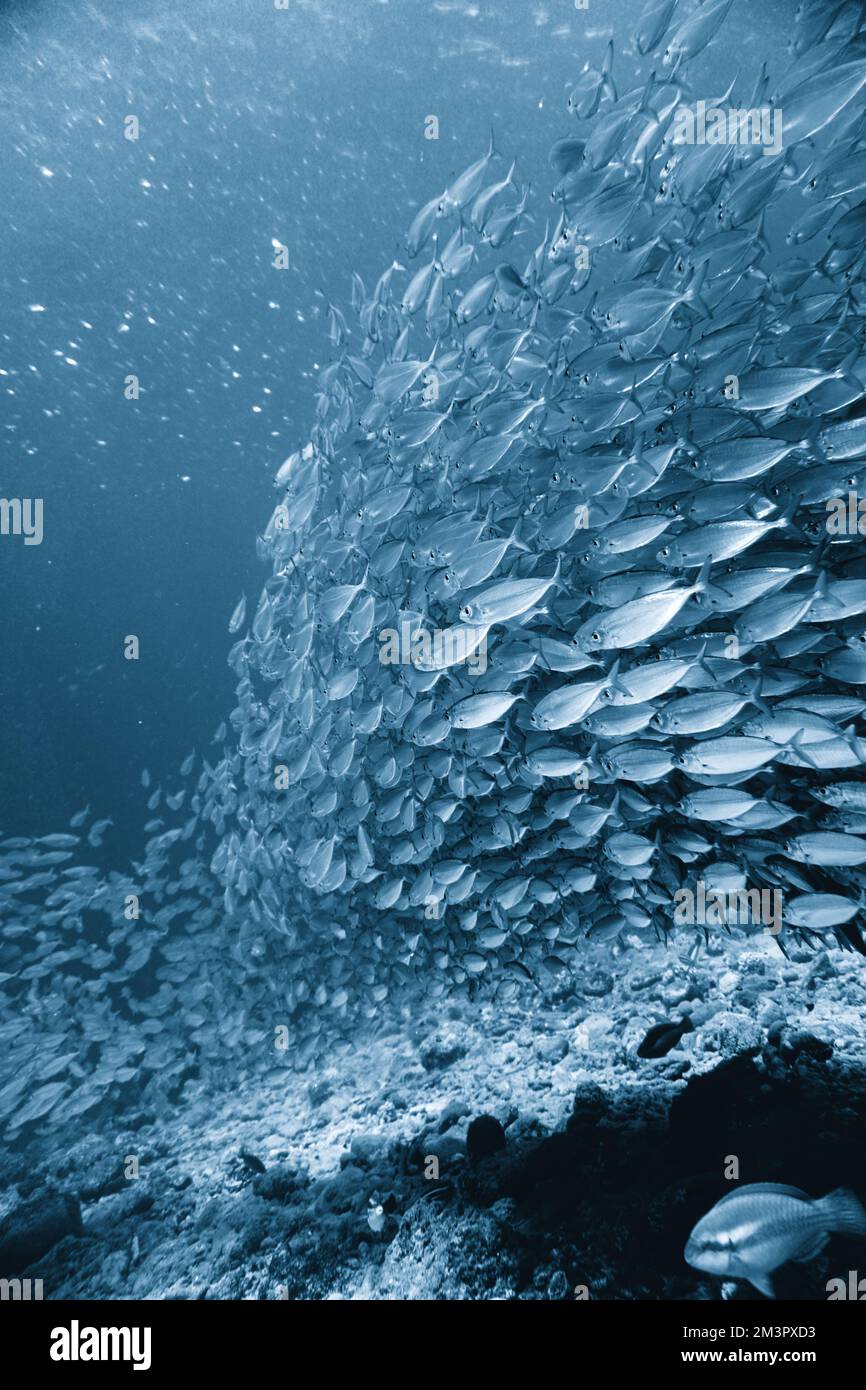 A large school of silver fish, baitball swimming in the blue waters of ...