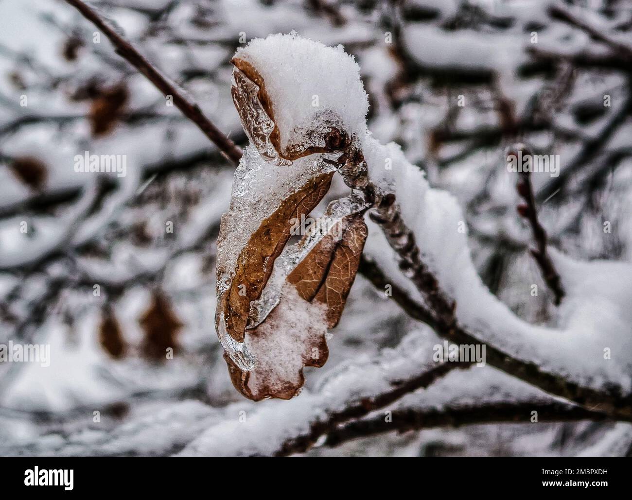 Munich, Bavaria, Germany. 16th Dec, 2022. Scenes from the Langwied ...
