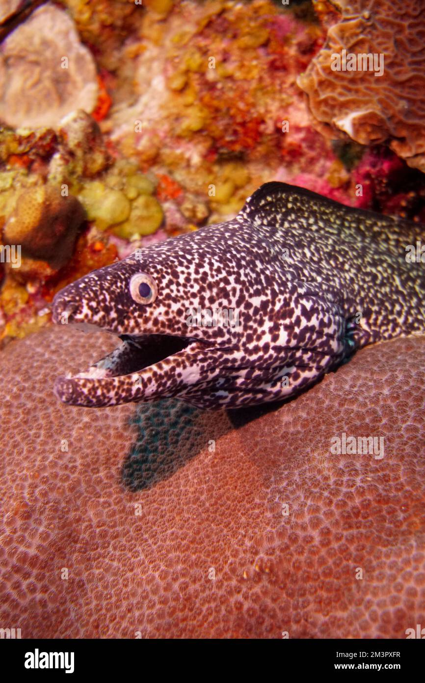 A beautiful spotted moray eel in the colourful coral reef. Scuba Diving ...