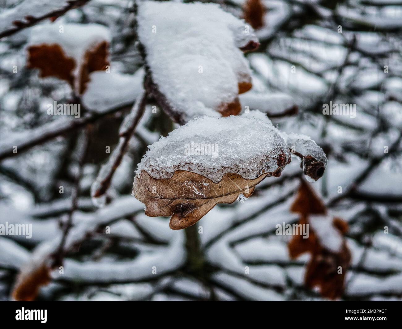 Munich, Bavaria, Germany. 16th Dec, 2022. Scenes from the Langwied ...