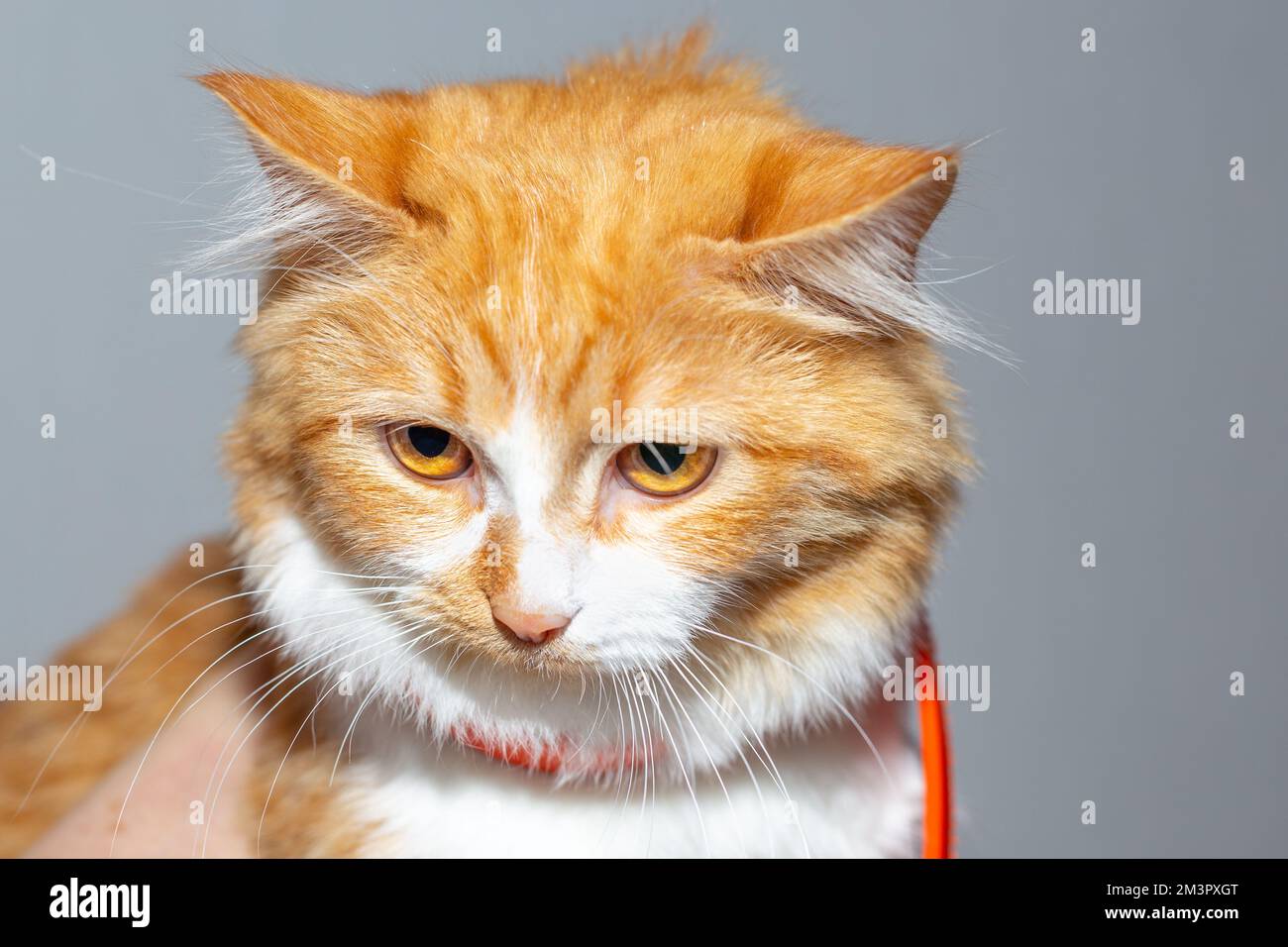 Orange flea collar hi-res stock photography and images - Alamy