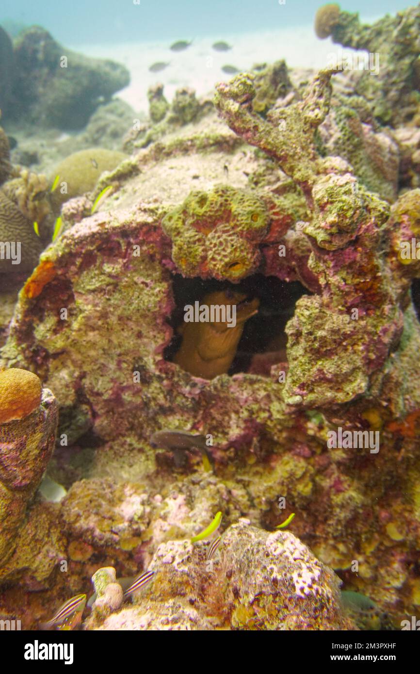 A large moray eel hiding in an old discarded oil barrel. Trash in the ...