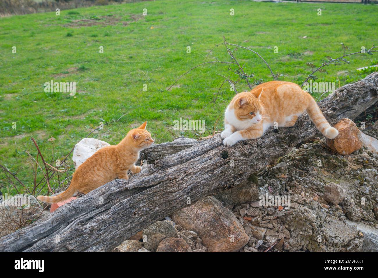 Tabby and white cats Stock Photo - Alamy