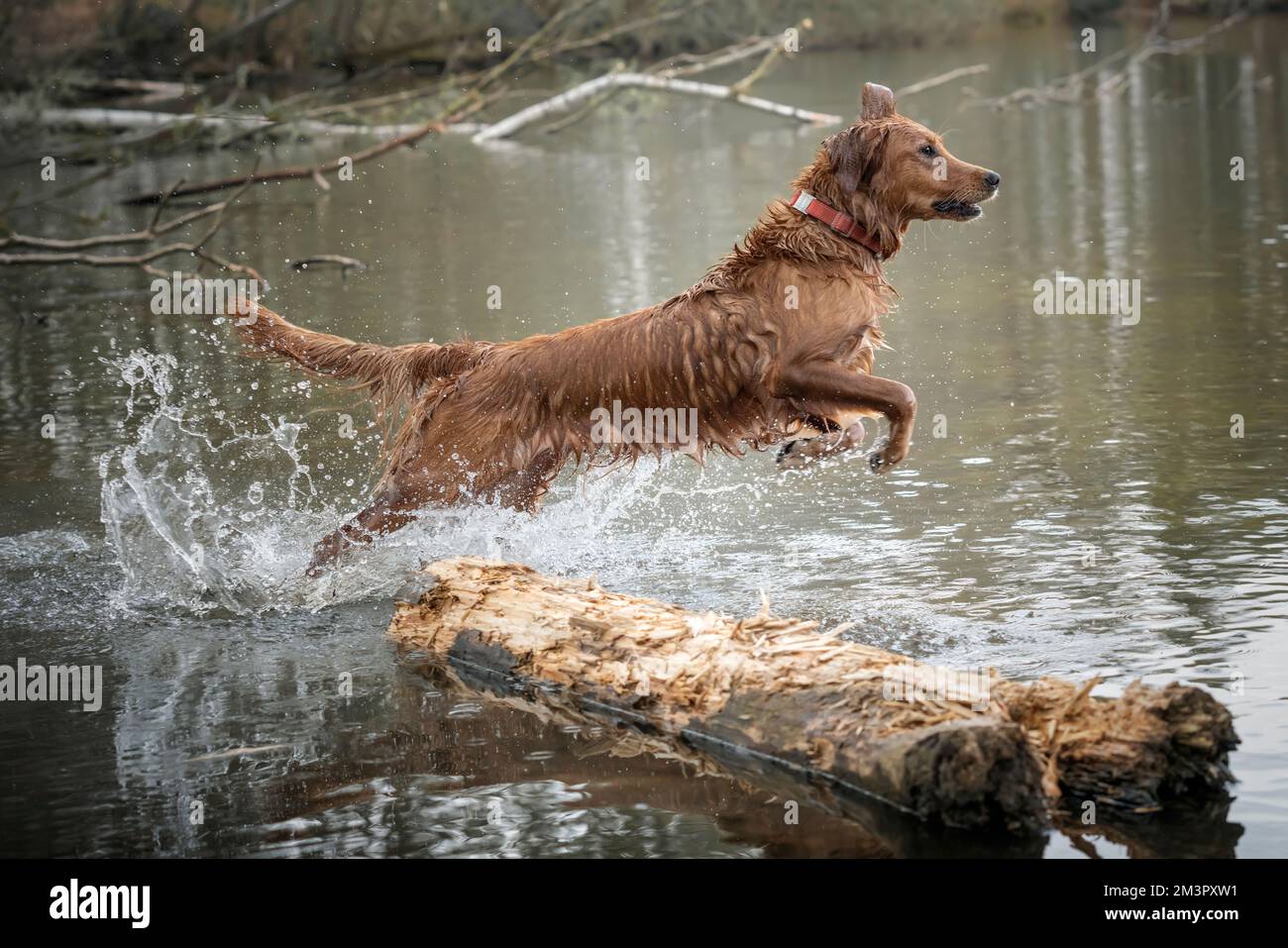 Golden Retriever playing in a lake with dripping water and jumping over ...
