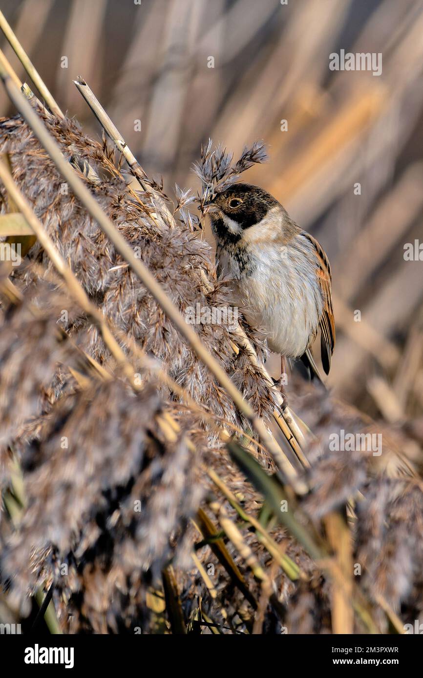 Reed bunting at titchwell marsh, norfolk Stock Photo - Alamy