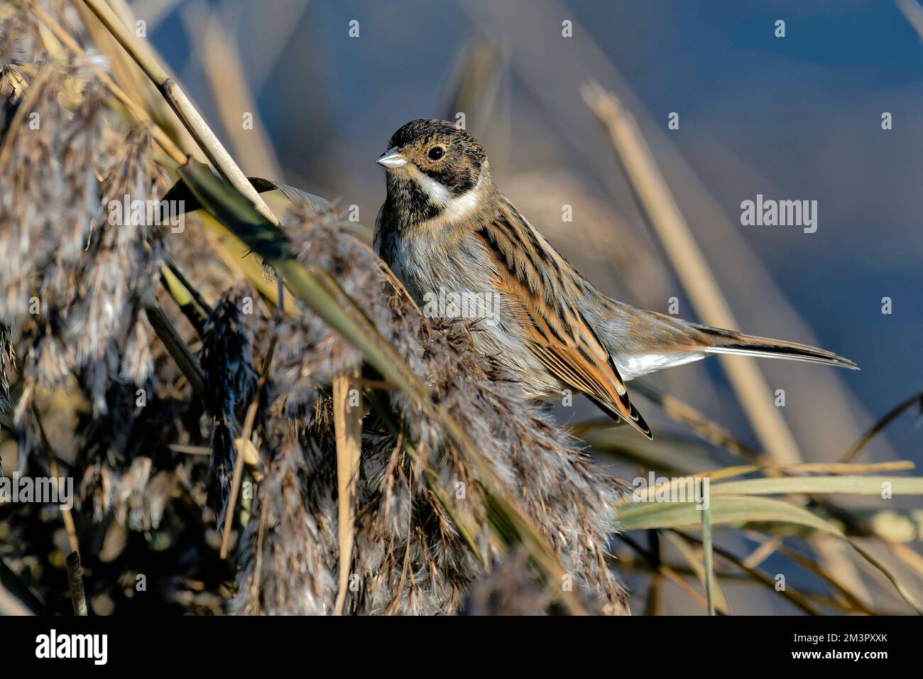 Reed bunting at titchwell marsh, norfolk Stock Photo - Alamy