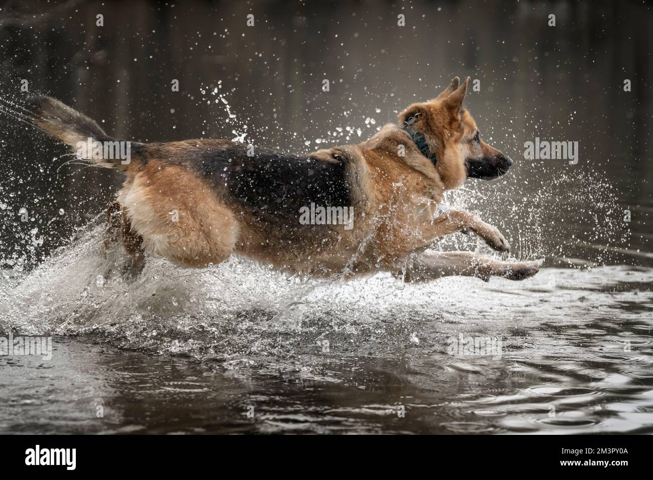 German Shepherd Dog jumping and playing in the lake Stock Photo - Alamy