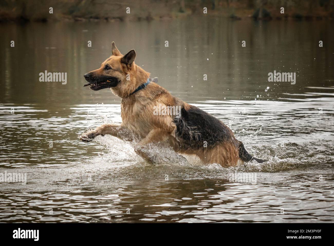 German Shepherd Dog jumping and playing in the lake Stock Photo - Alamy