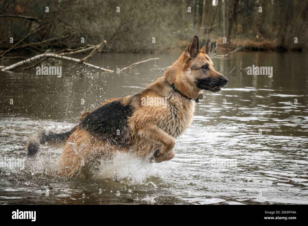 German Shepherd Dog jumping and playing in the lake Stock Photo - Alamy