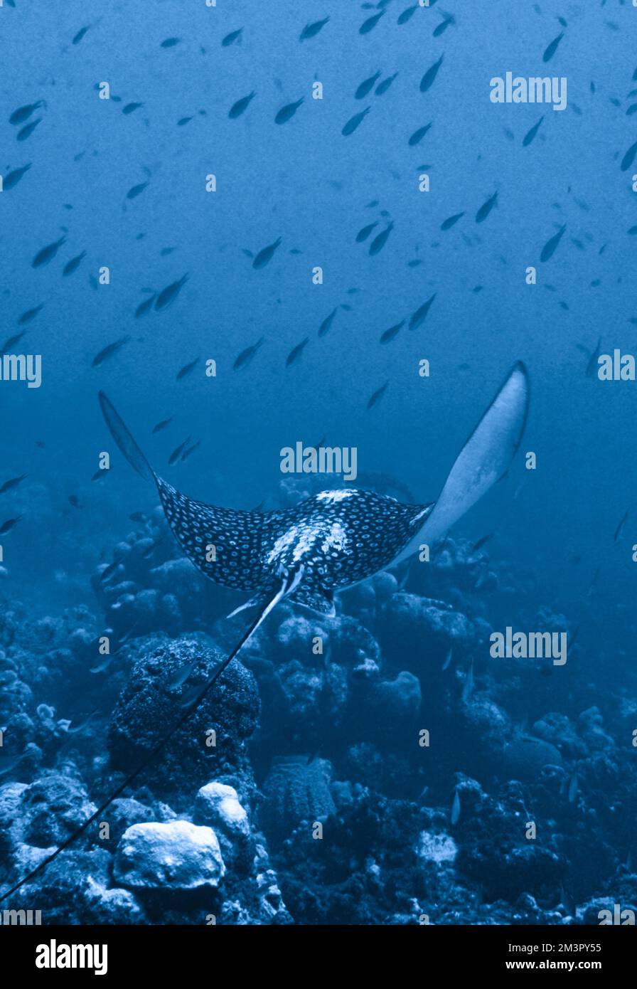 Spotted Eagle Ray Swimming In The Caribbean Sea. Blue Water. Relaxed ...